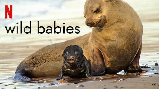 Watch My Octopus Teacher | Netflix Official Site