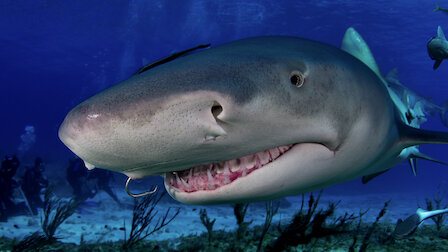 Watch Tales by Light | Netflix Official Site