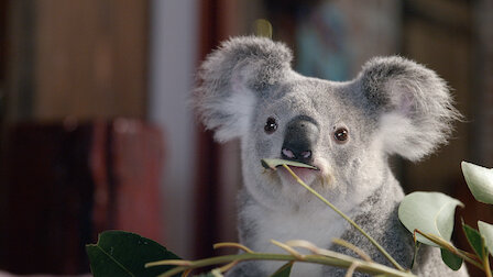 Watch Izzy's Koala World | Netflix Official Site