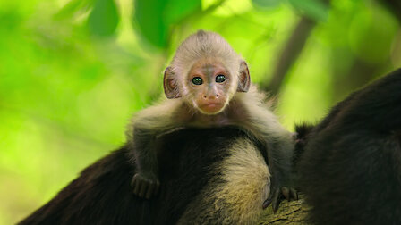 Watch Wild Babies | Netflix Official Site