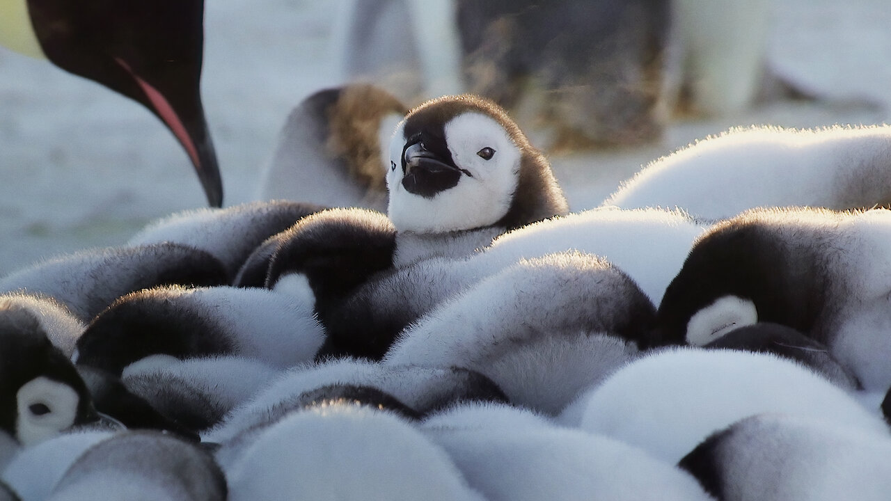 Watch Wild Babies | Netflix Official Site