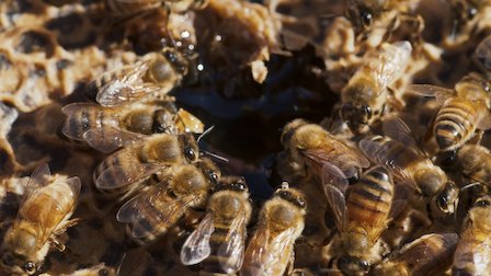 Rotten | Netflix Official Site